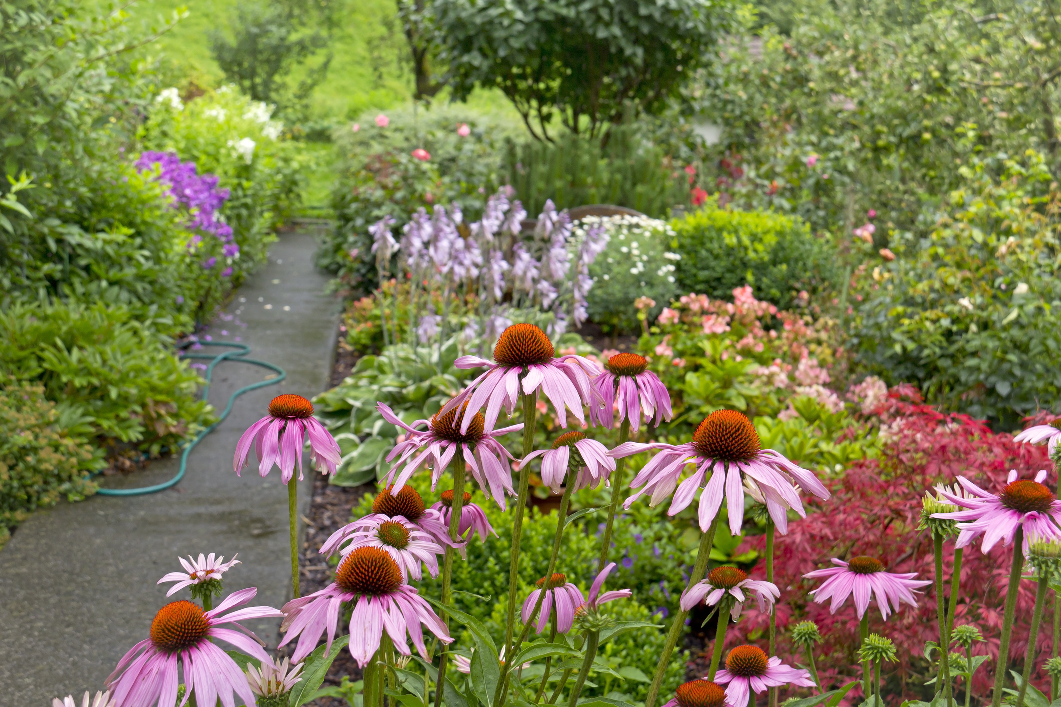 Where, When, and How to Cultivate Echinacea - The Habitat
