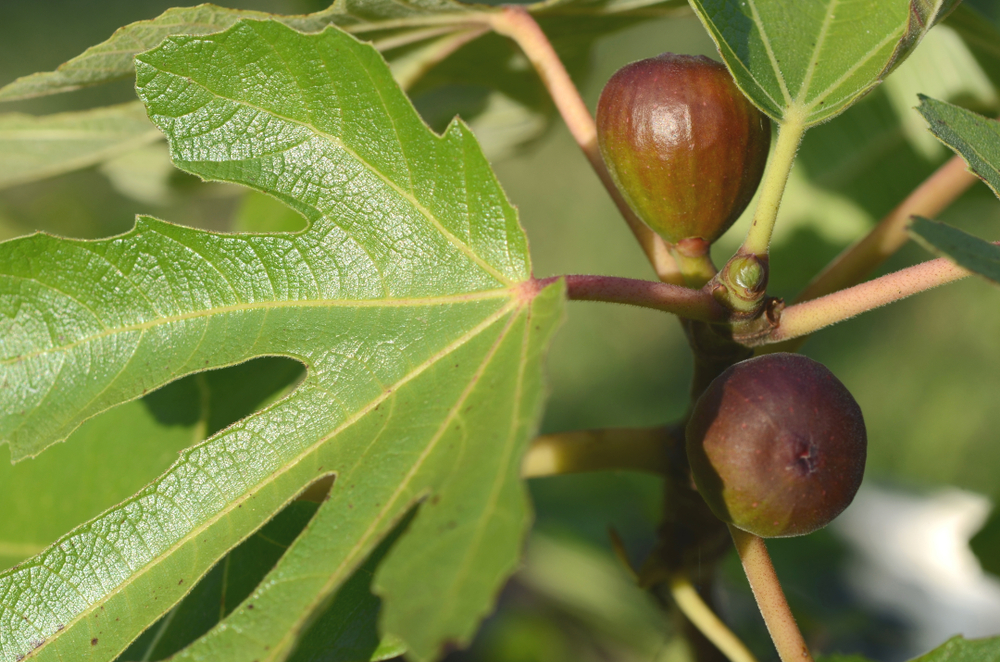 The Home Gardener's Guide to Growing Figs - The Habitat