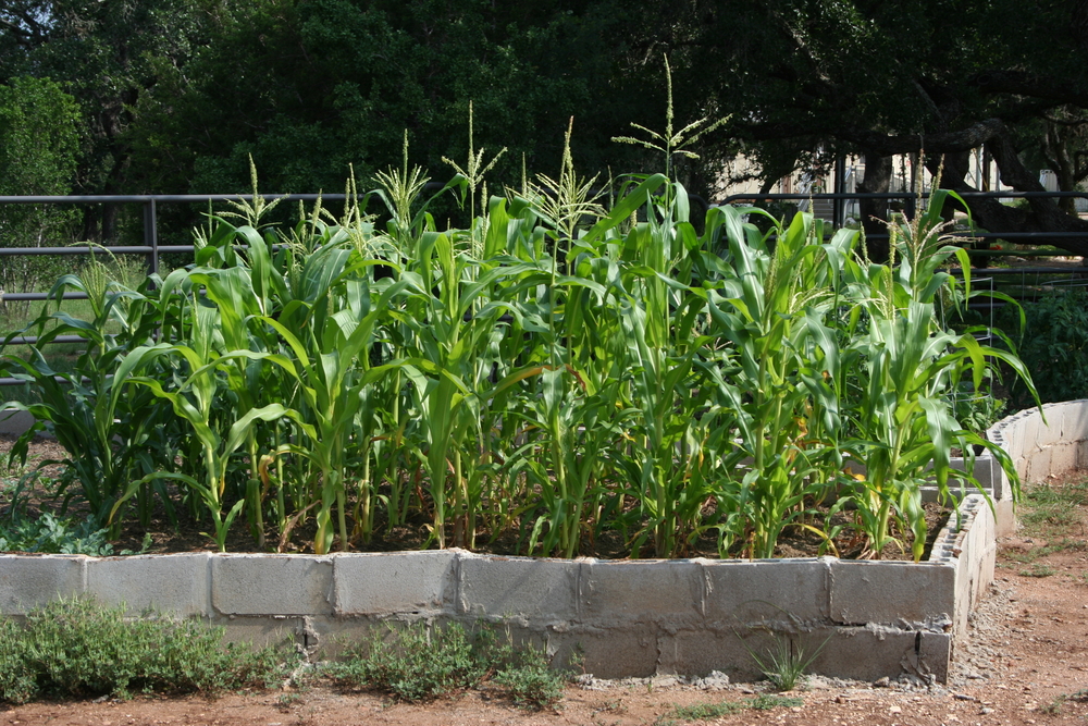 Growing and Harvesting Your Corn Crop - The Habitat