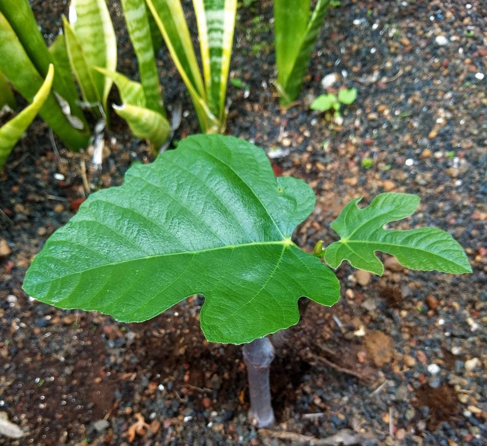 The Home Gardener's Guide to Growing Figs - The Habitat