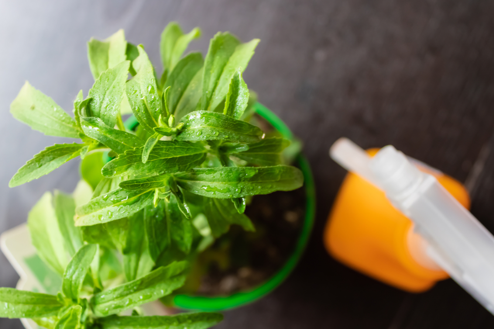 How to Care for Your Own Stevia Plant - The Habitat