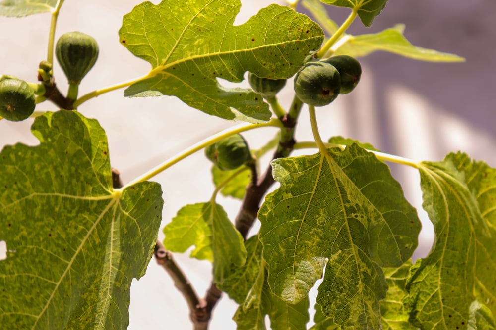 The Home Gardener's Guide to Growing Figs - The Habitat
