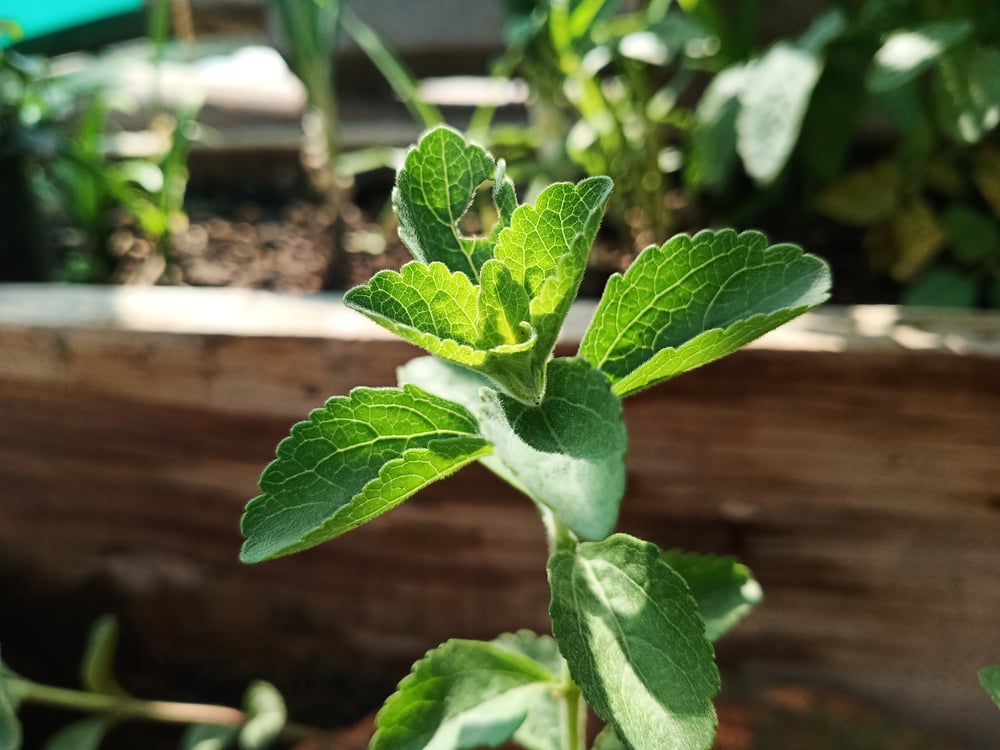 How to Care for Your Own Stevia Plant - The Habitat