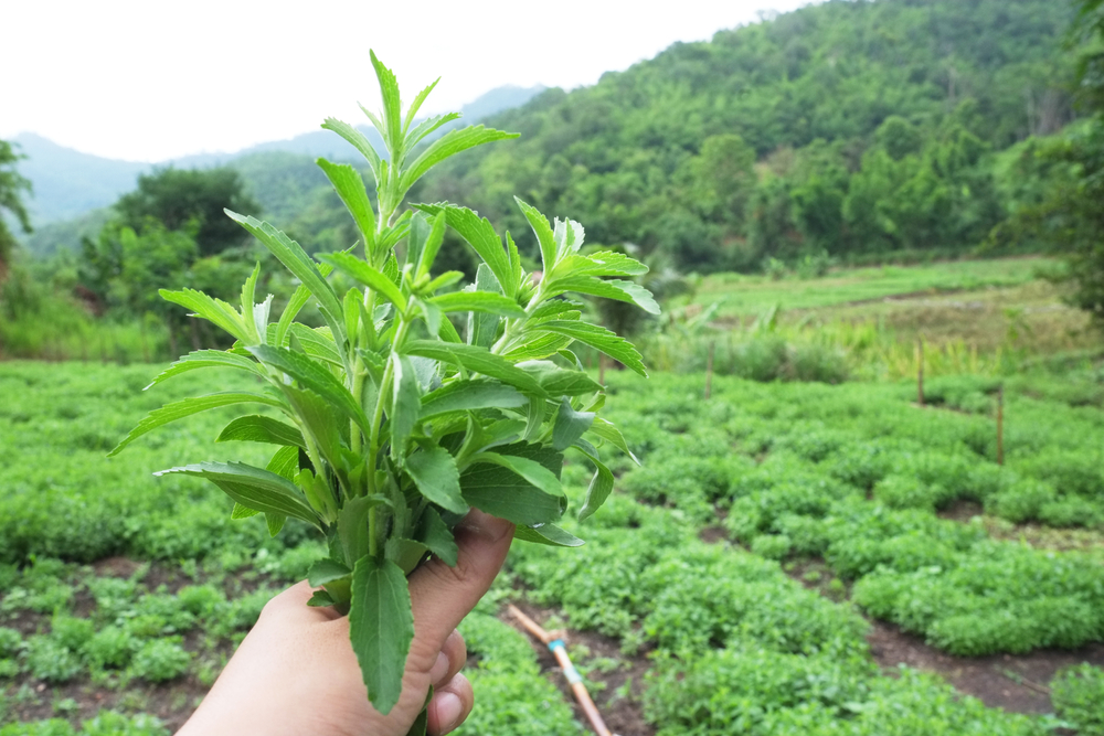How to Care for Your Own Stevia Plant - The Habitat