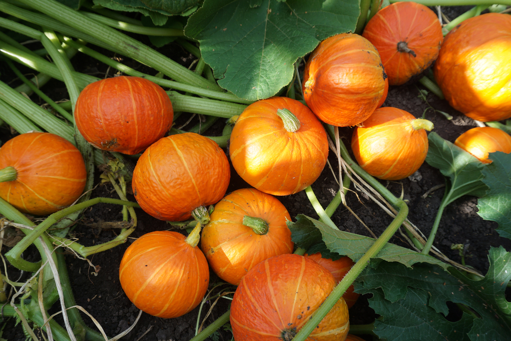 Your Go-To Guide For Growing Pumpkins - The Habitat