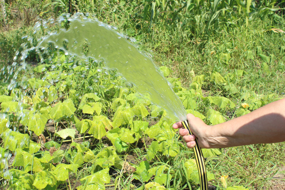 Your Go-To Guide For Growing Pumpkins - The Habitat