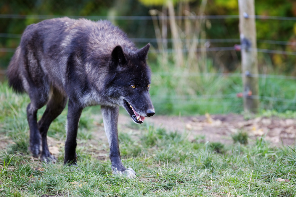 10 Strange British Folk Tales You've Never Heard Of - The Habitat