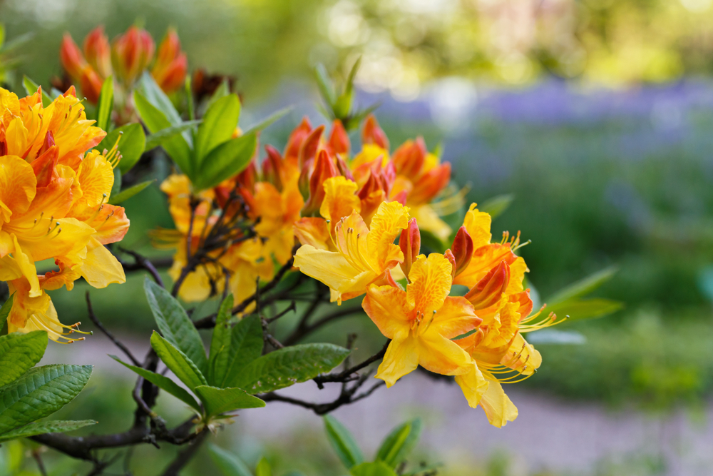 Caring for Colorful Azaleas - The Habitat