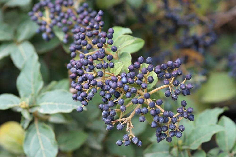 Grow the Beautiful Arrowwood Viburnum Tree - The Habitat