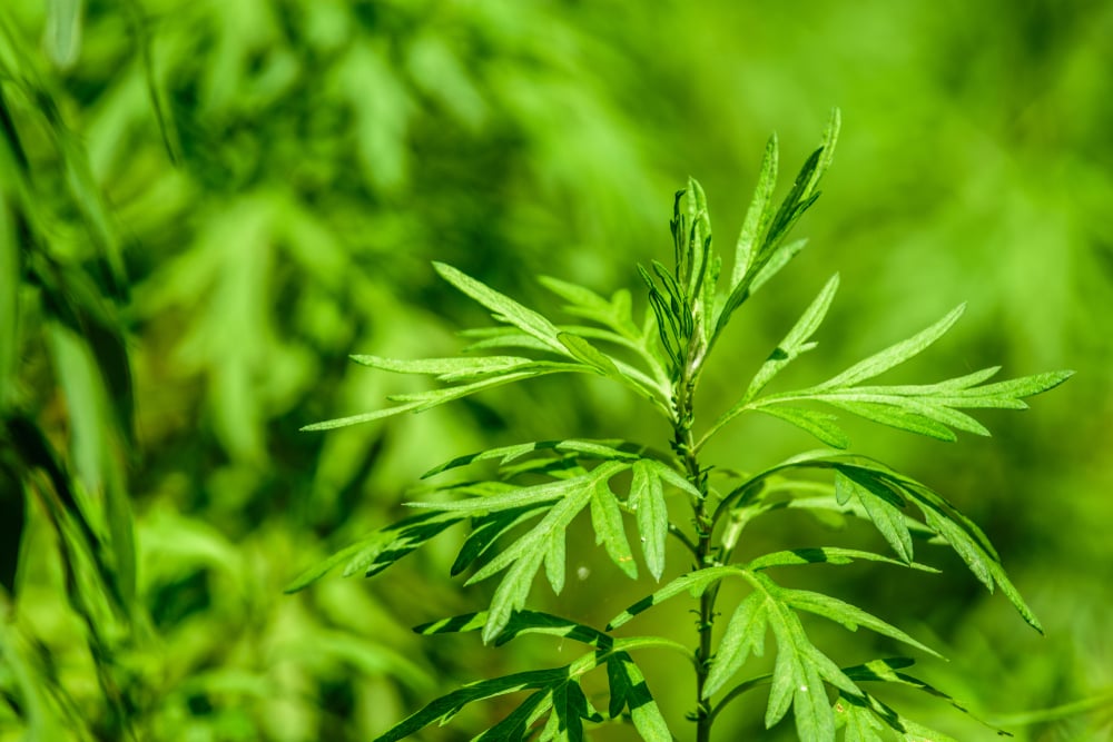 How to Grow Mugwort or Artemisia Vulgaris - The Habitat