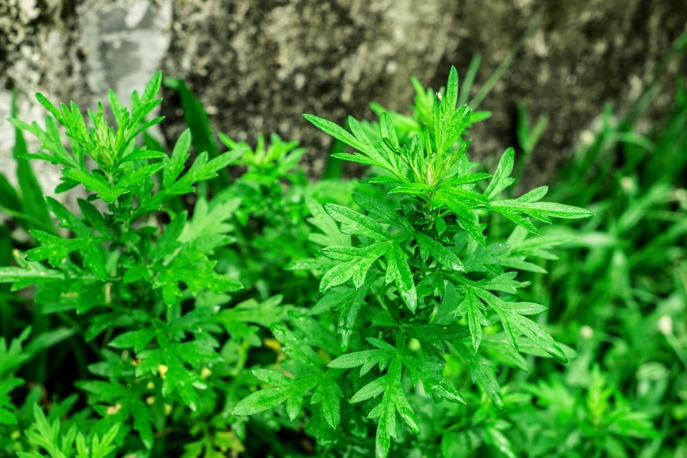 How to Grow Mugwort or Artemisia Vulgaris - The Habitat