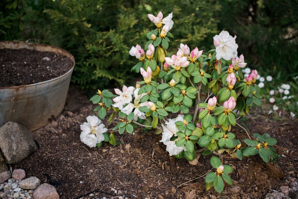 Caring for Colorful Azaleas - The Habitat
