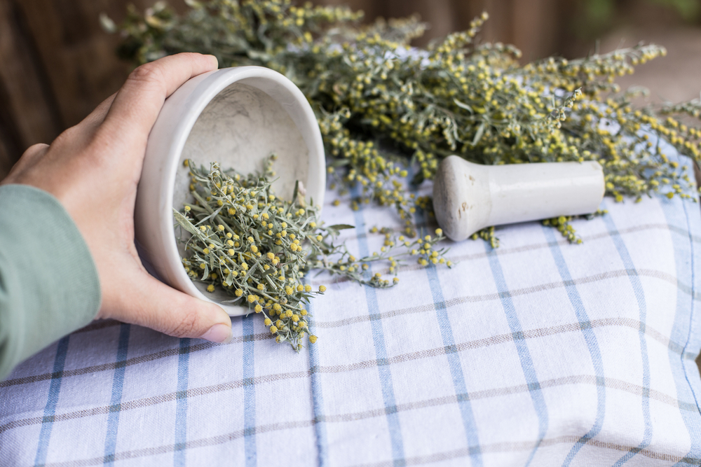How to Grow Mugwort or Artemisia Vulgaris - The Habitat