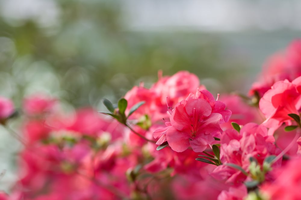 Caring for Colorful Azaleas - The Habitat