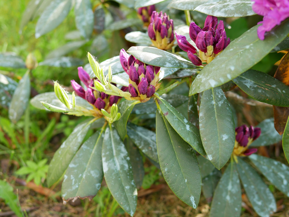 Caring for Colorful Azaleas - The Habitat