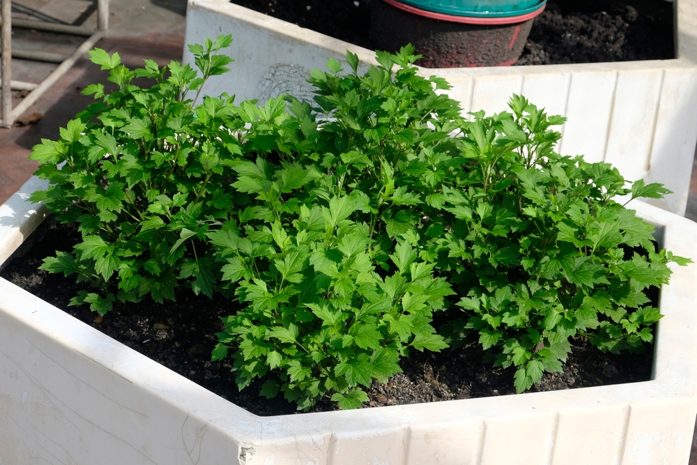 How to Grow Mugwort or Artemisia Vulgaris - The Habitat