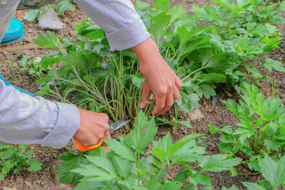 How to Grow Mugwort or Artemisia Vulgaris - The Habitat
