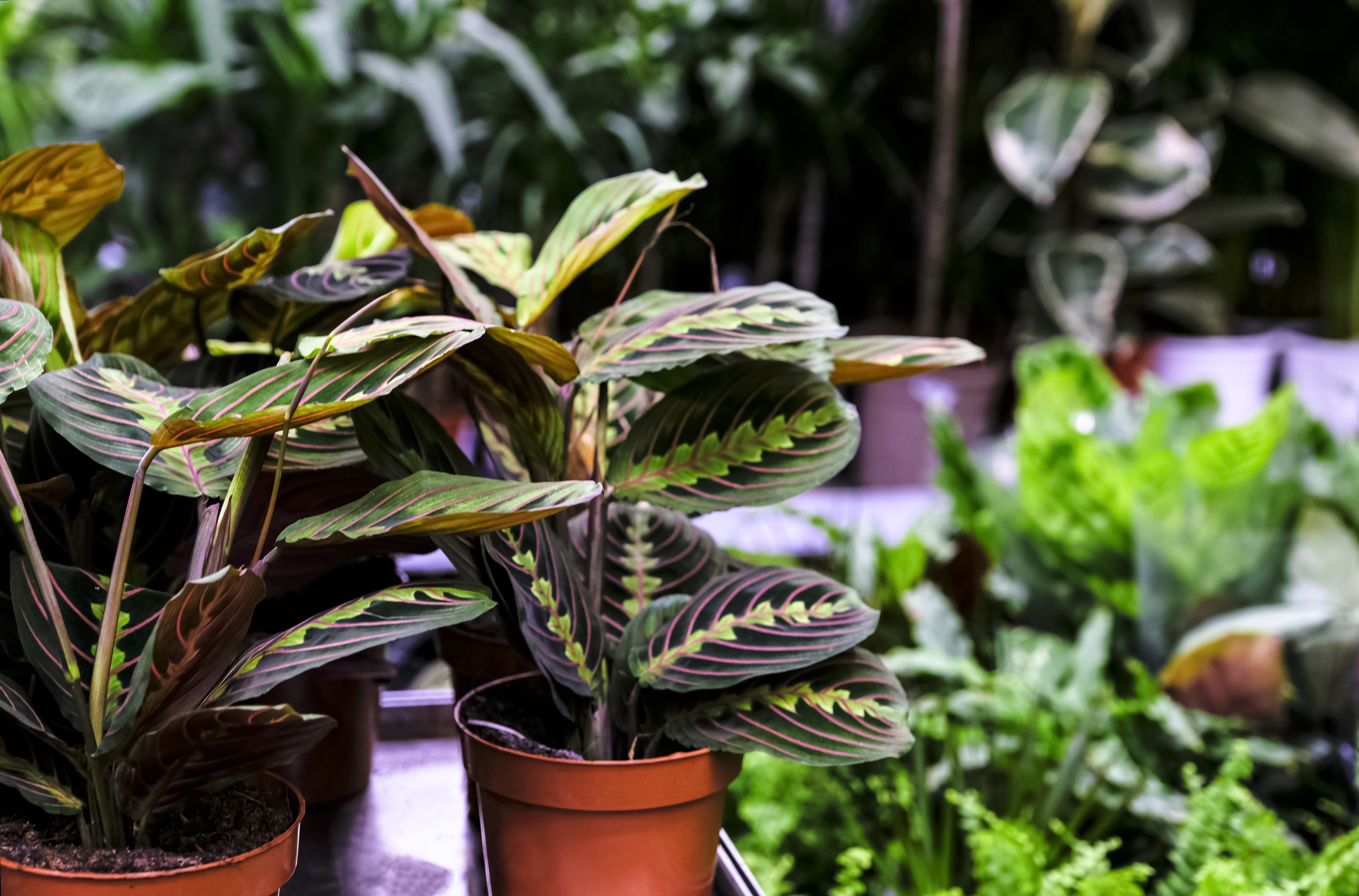 Keeping Your Prayer Plant Healthy - The Habitat