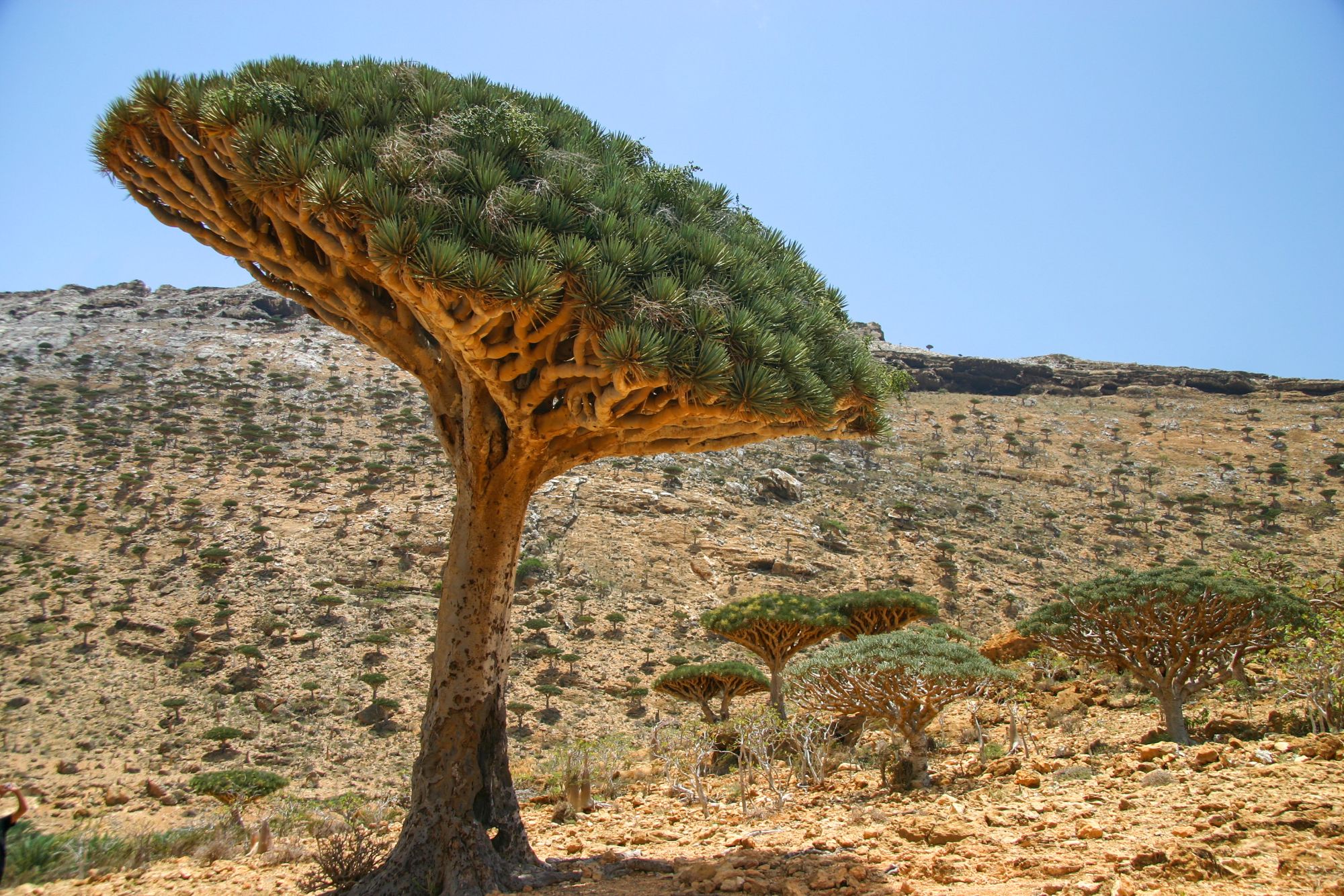 All About Growing Your Own Dragon Tree - The Habitat