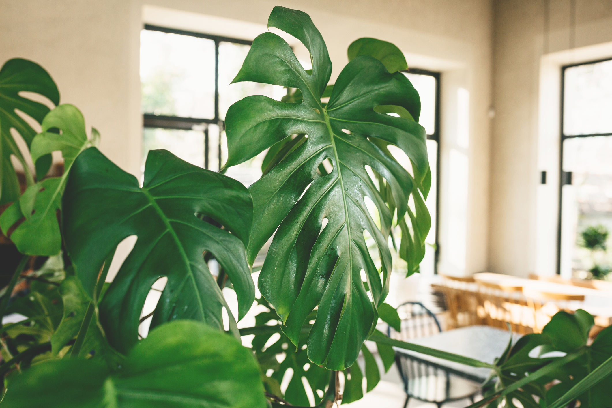 The Ultimate Guide to Growing Your Monstera Plant Indoors - The Habitat