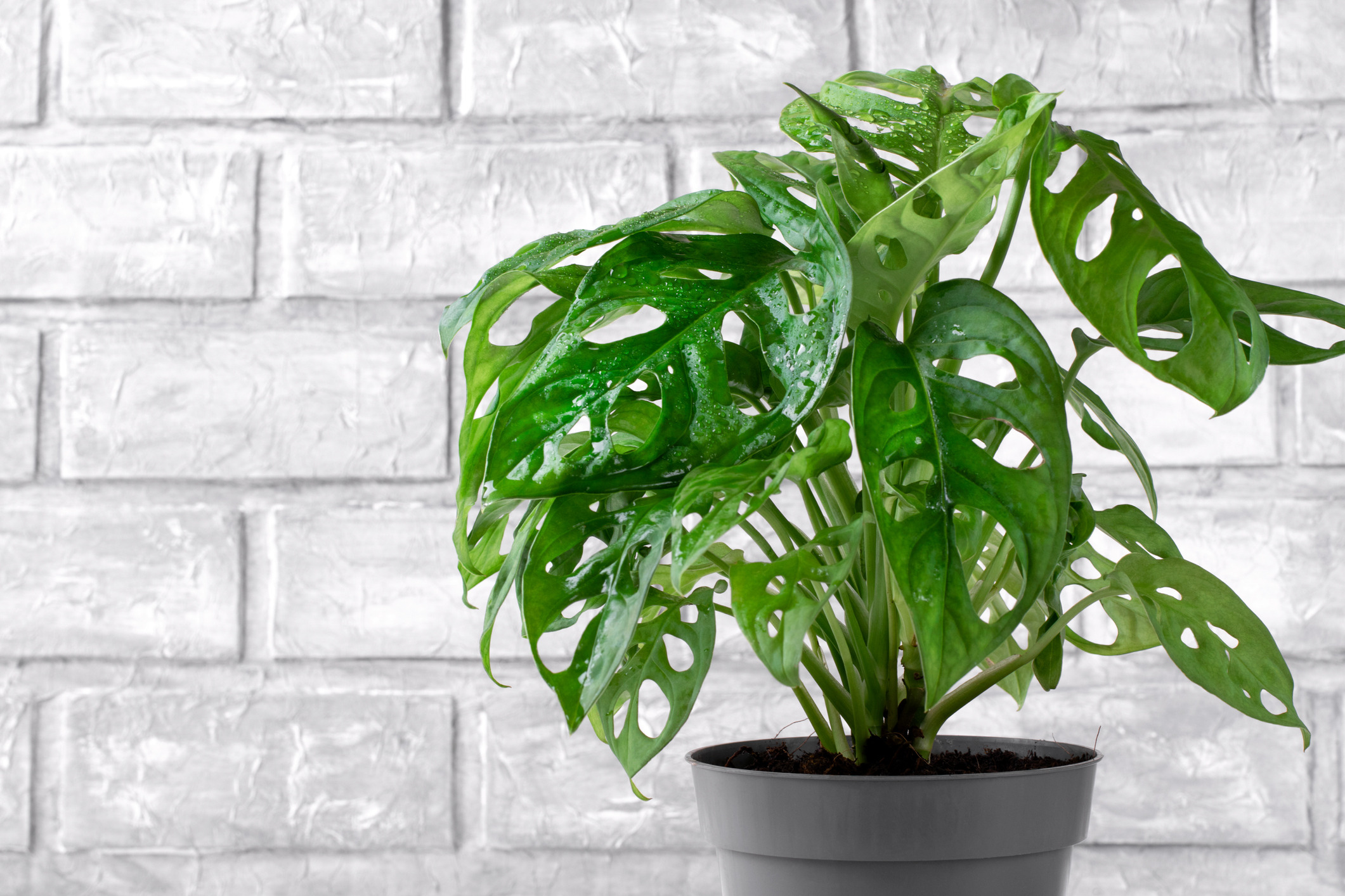 Common Mistakes to Avoid When Growing Monstera Indoors - The Habitat