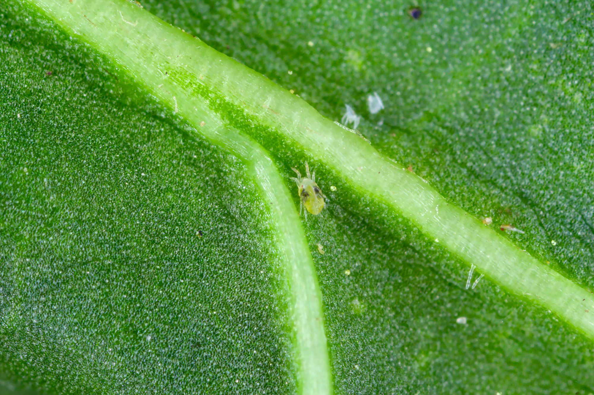 All About Growing Your Own Dragon Tree - The Habitat