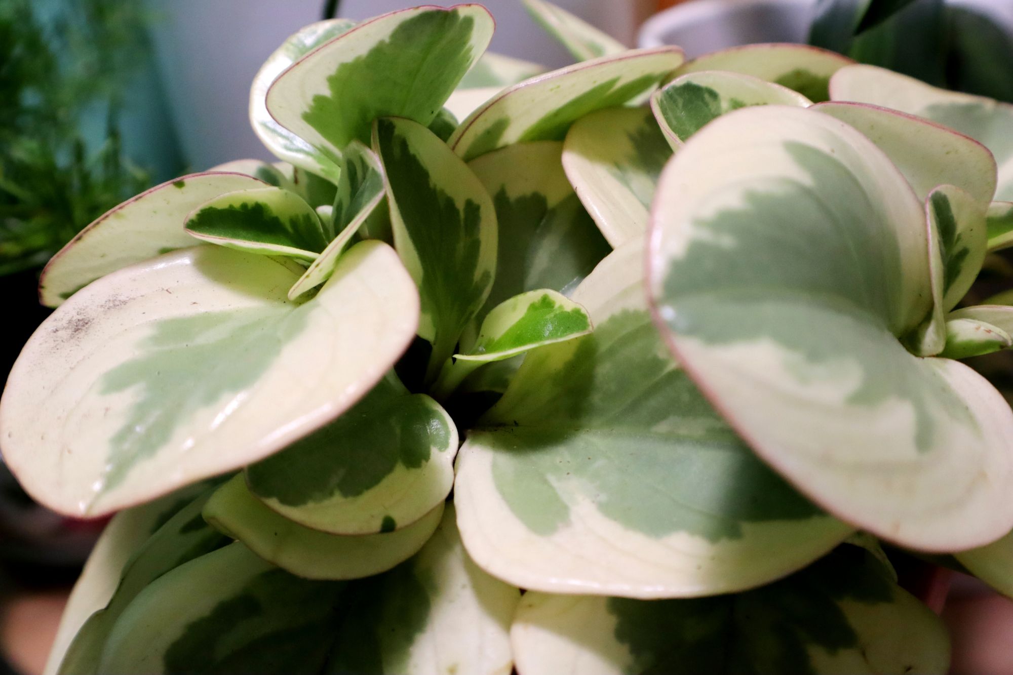 10 Simple Ways to Care for Your Peperomia Plant Indoors - The Habitat