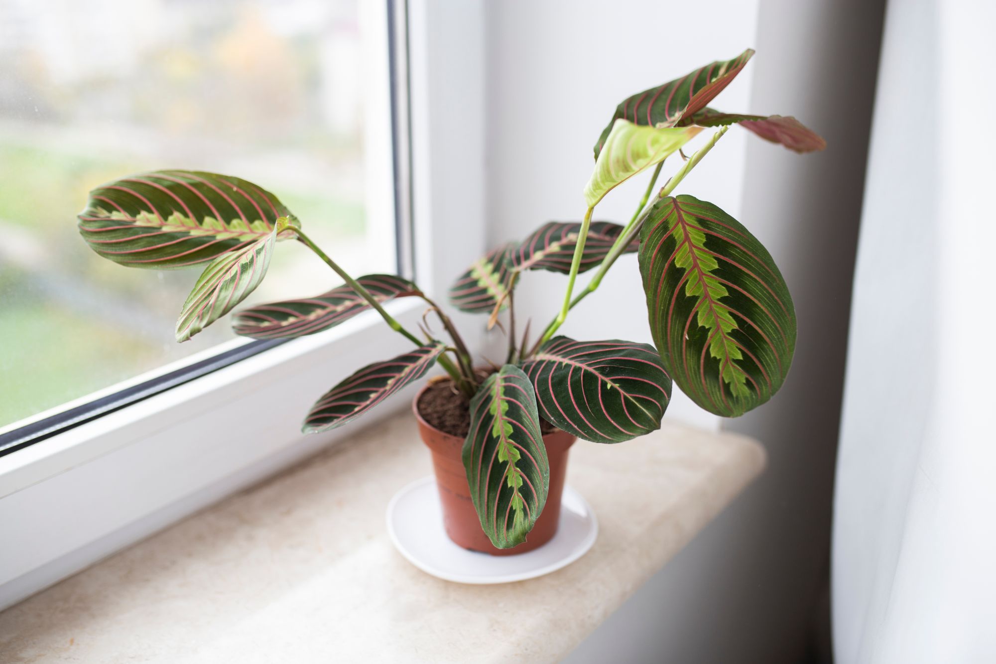 15 Steps to Growing a Robust Prayer Plant - The Habitat