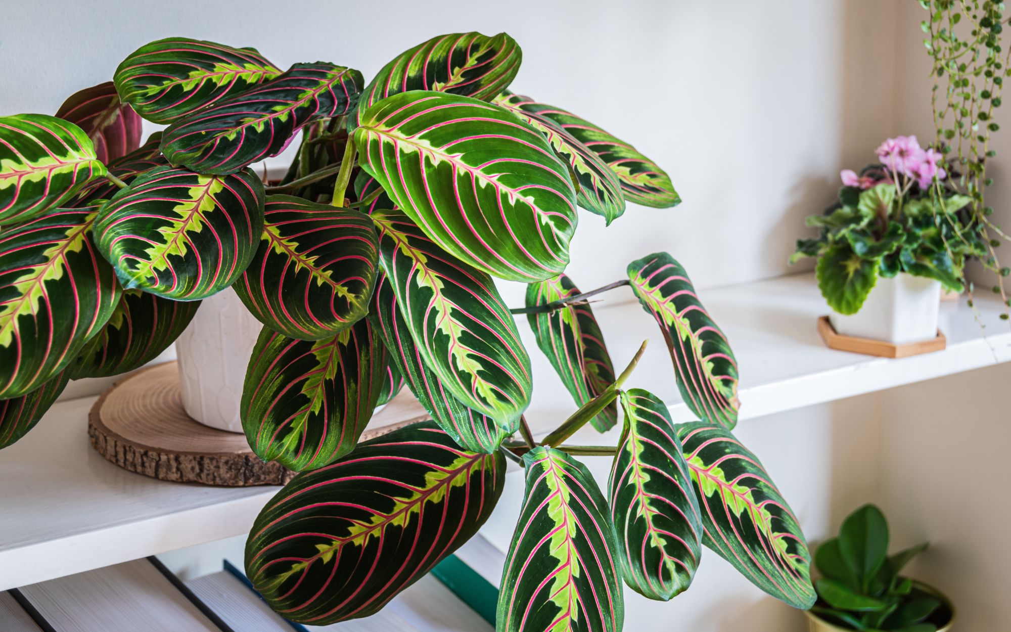15 Steps to Growing a Robust Prayer Plant - The Habitat