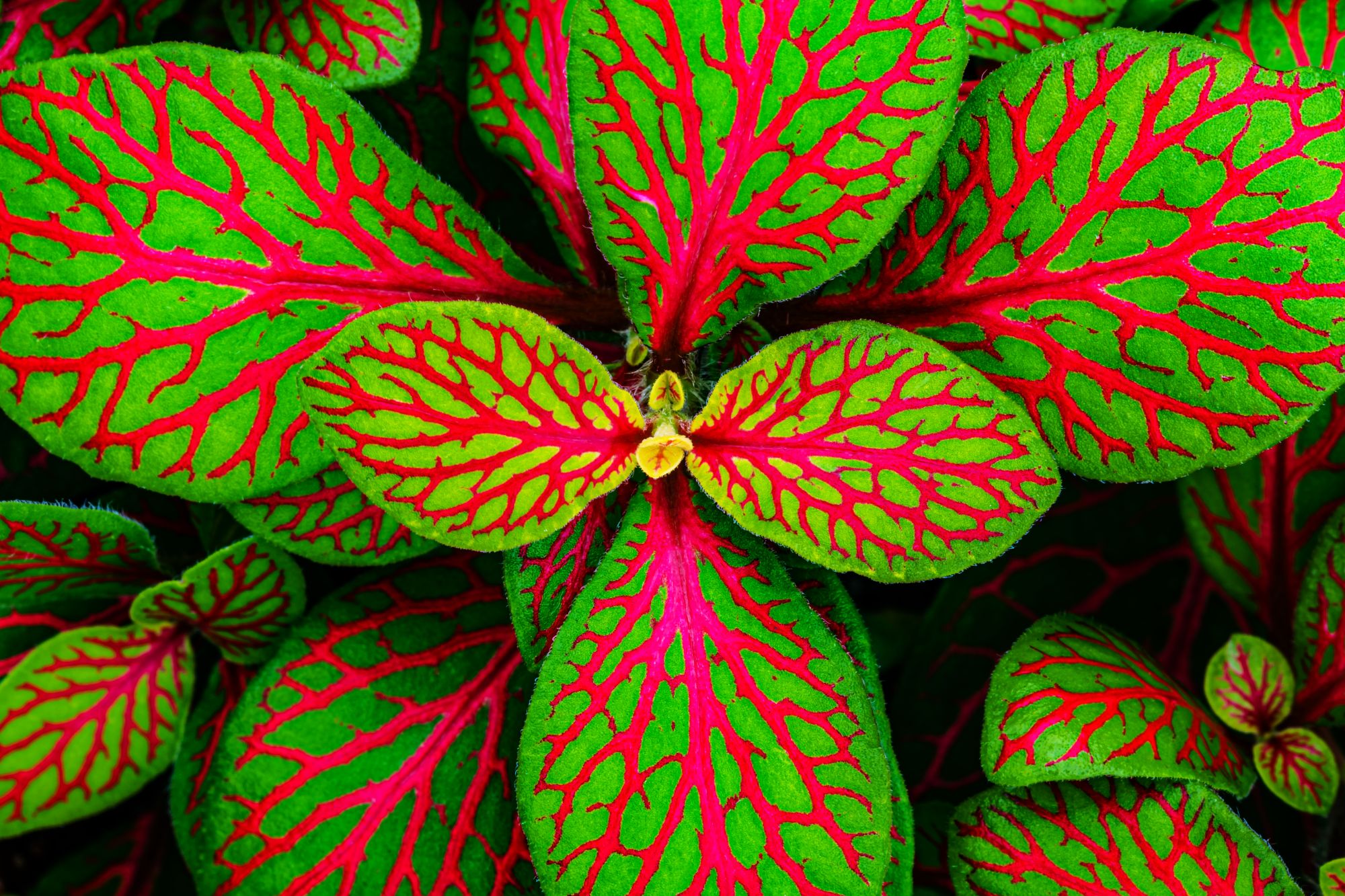 Expert Tips on Nerve Plant Care - The Habitat