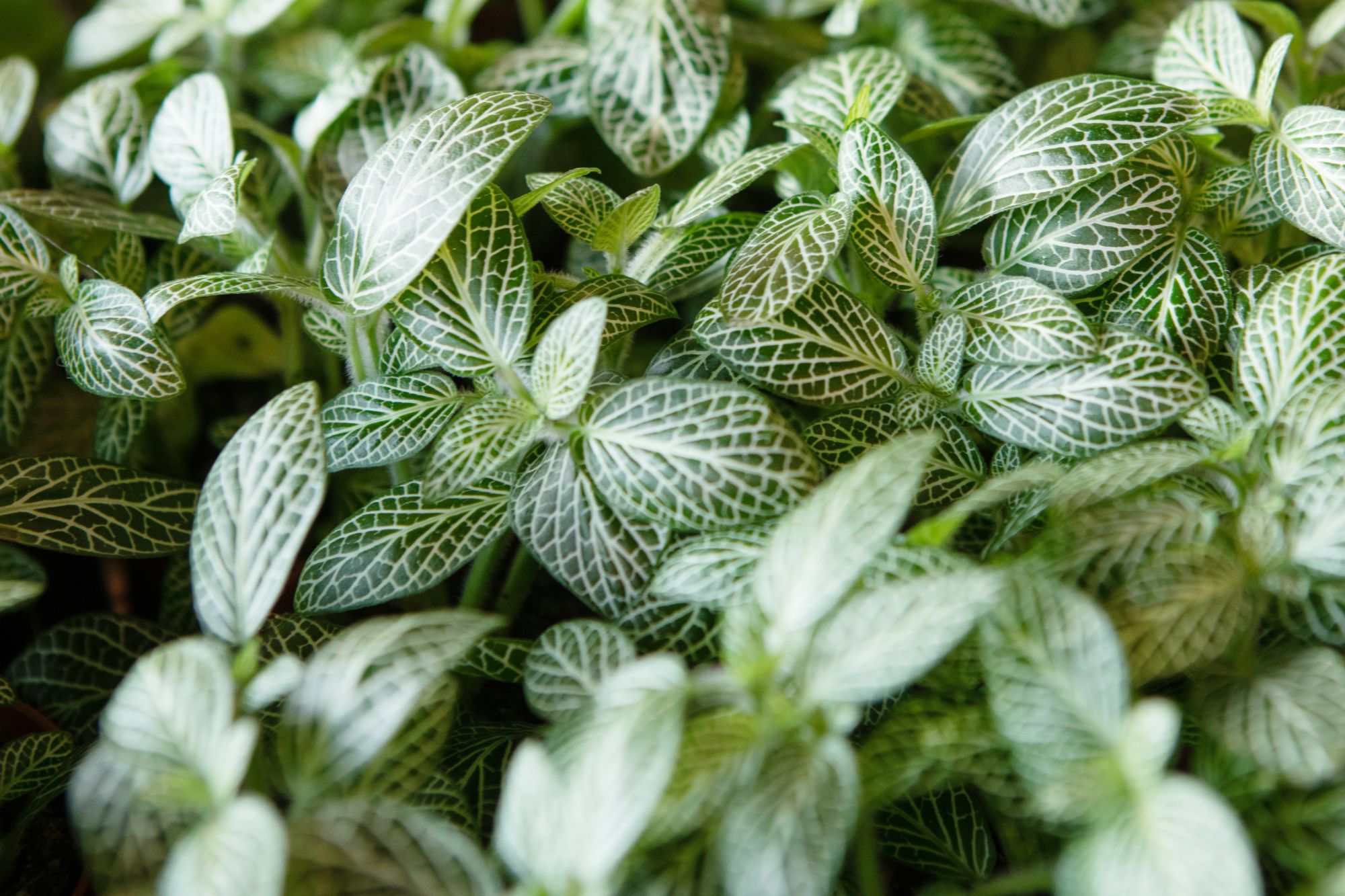 Expert Tips on Nerve Plant Care - The Habitat