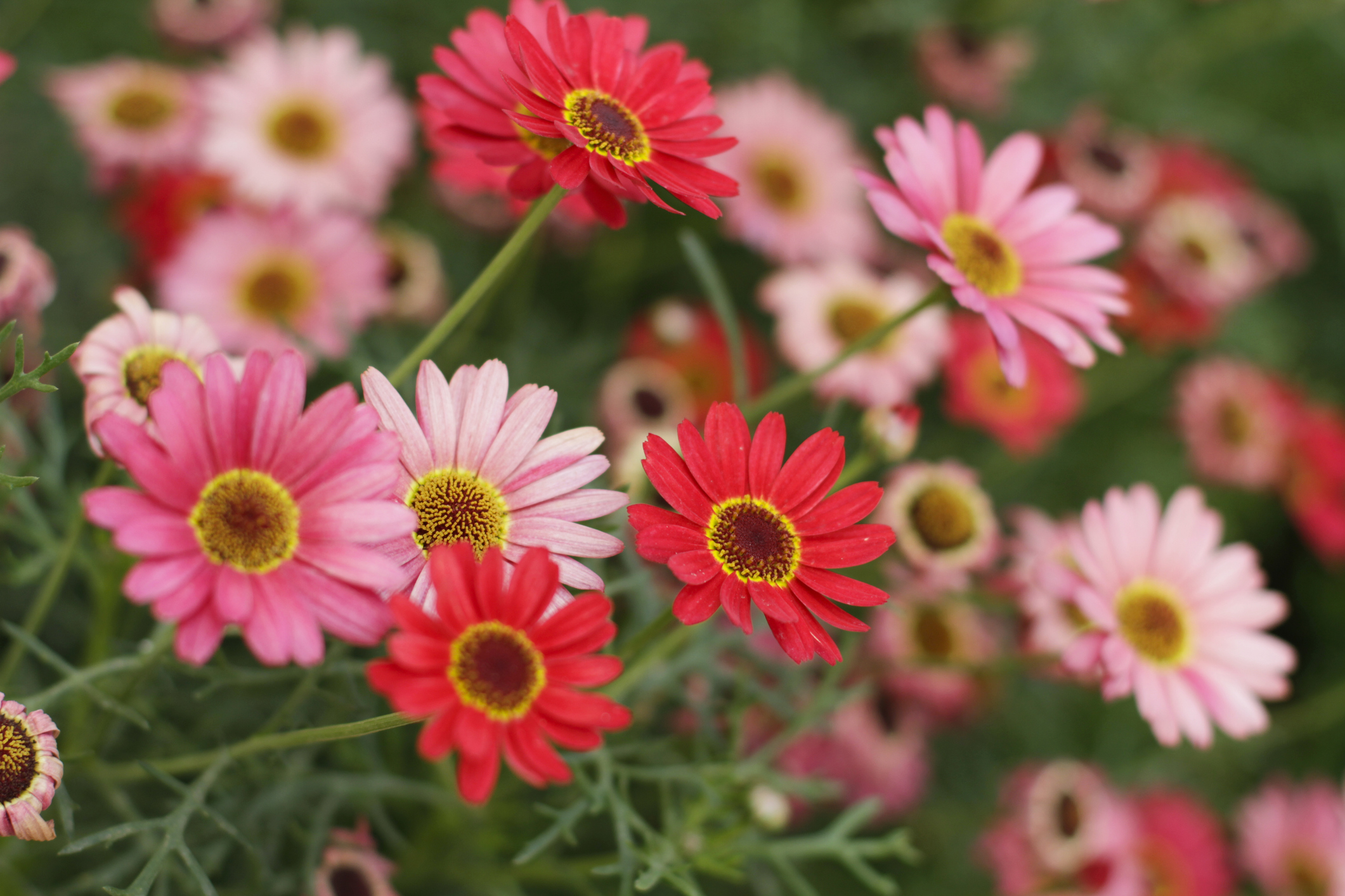 Raising Daisies: How to Grow Gerberas - The Habitat