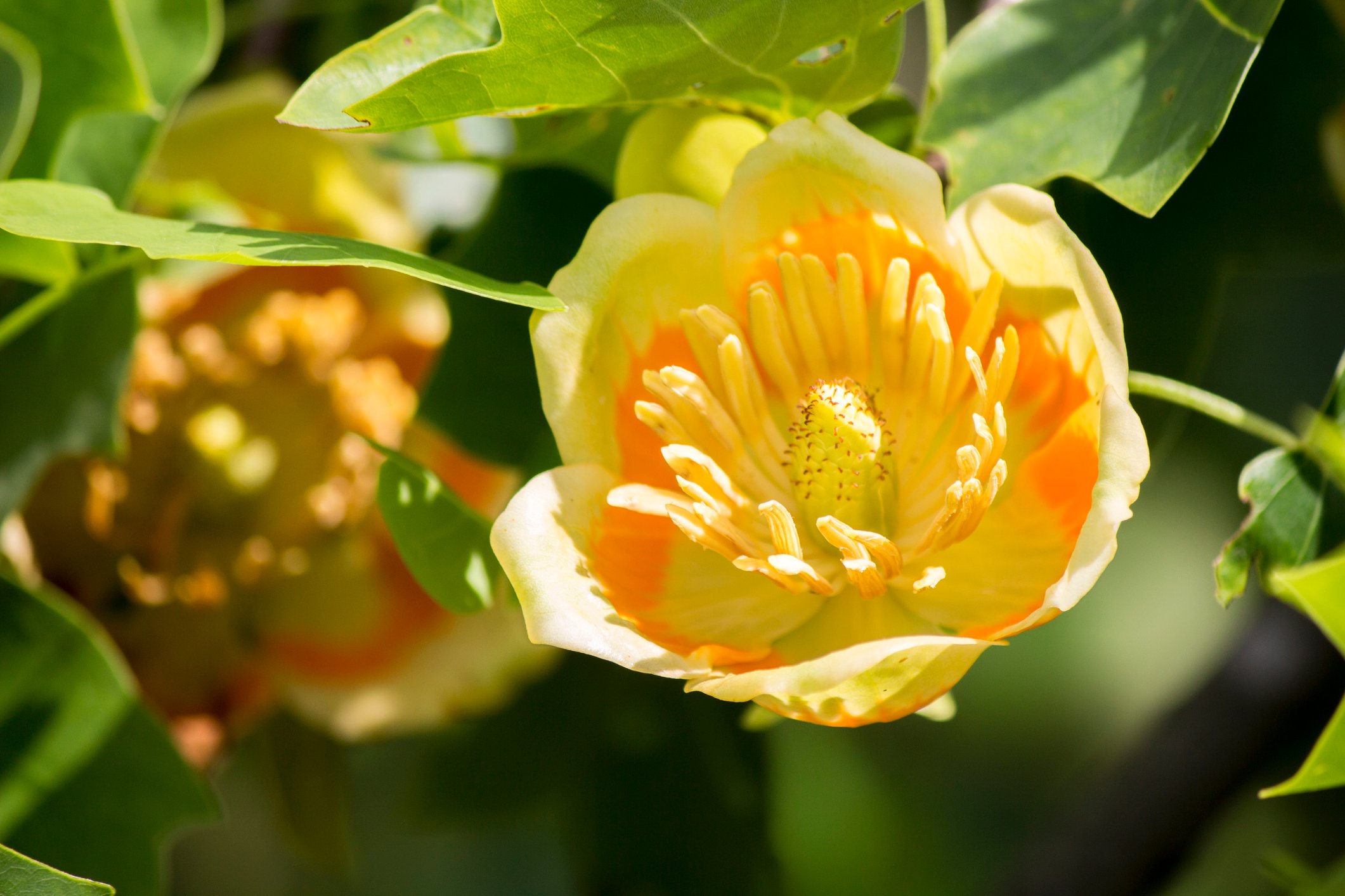 The Ultimate Calliopsis Growing Guide - The Habitat