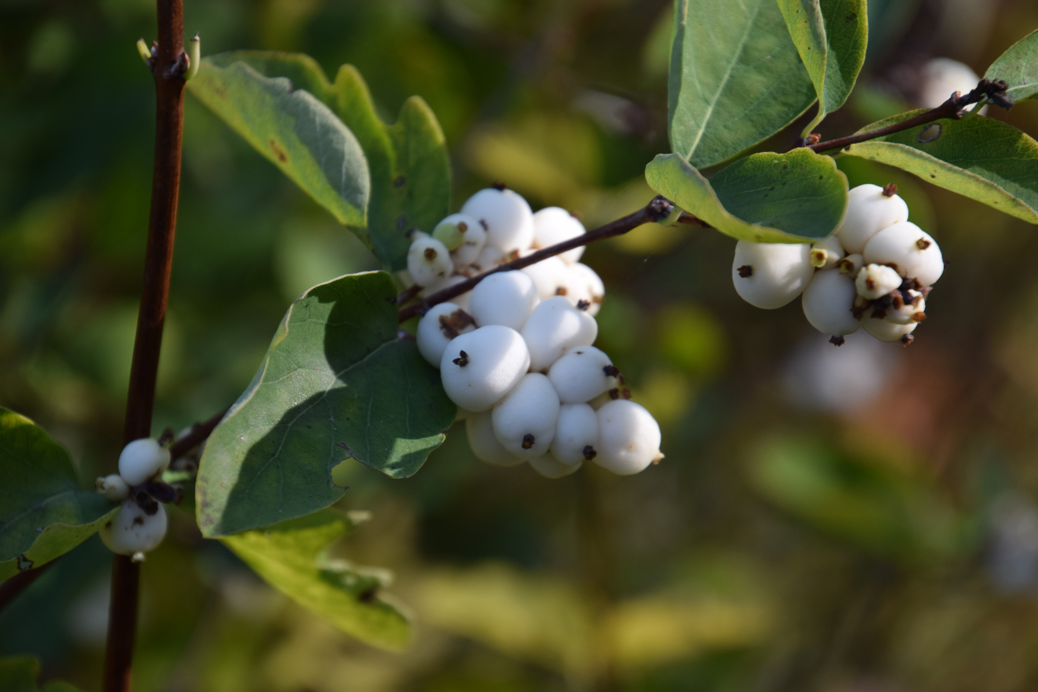 Grow Snowberry in Your Garden This Year - The Habitat