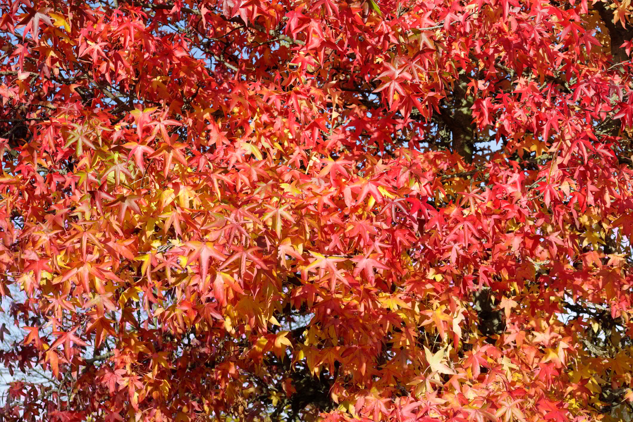 Growing Your Own Sweetgum Tree - The Habitat
