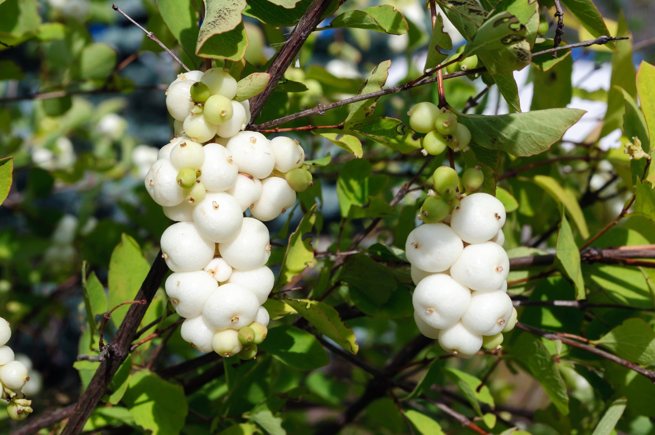 Grow Snowberry in Your Garden This Year - The Habitat
