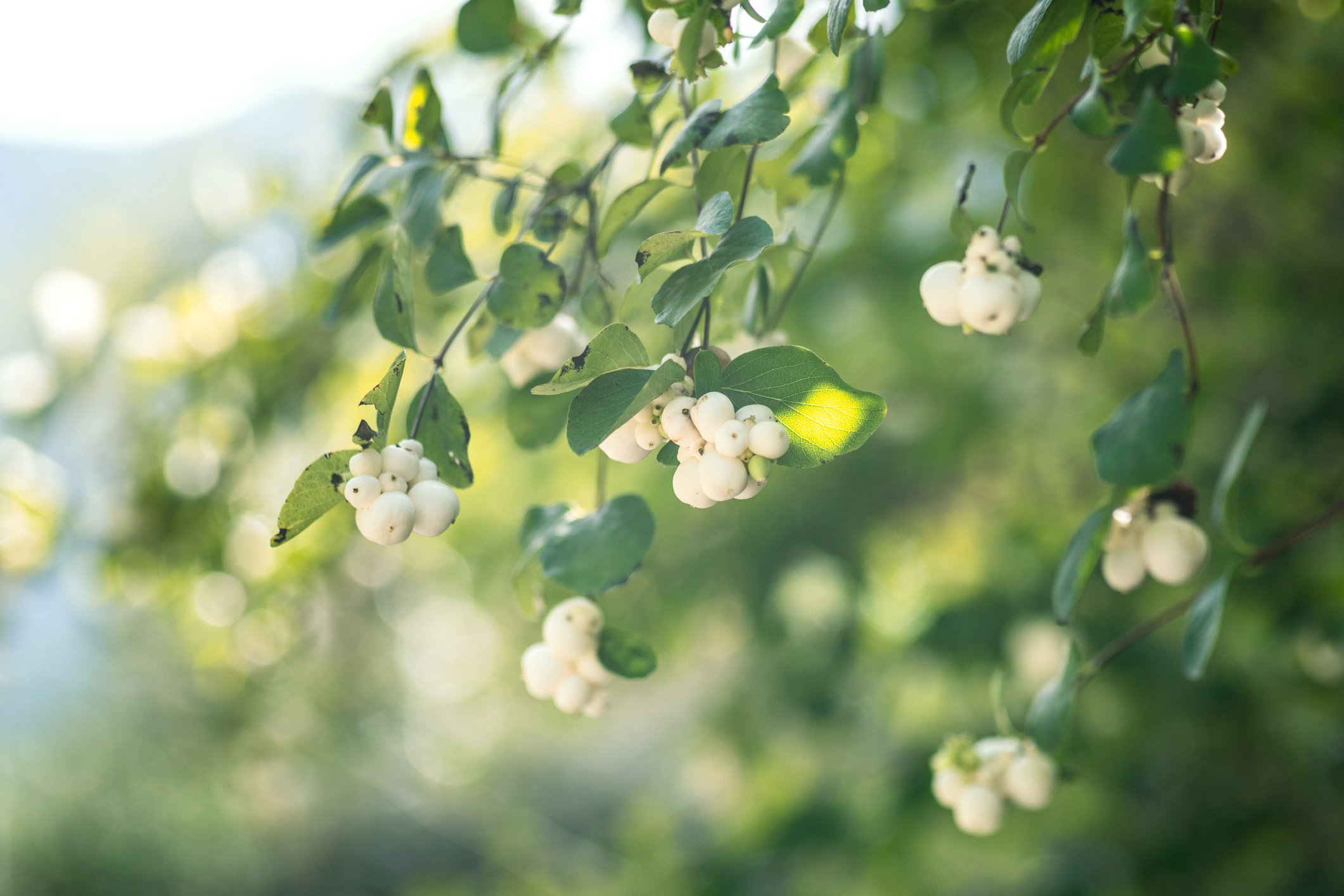 Grow Snowberry in Your Garden This Year - The Habitat