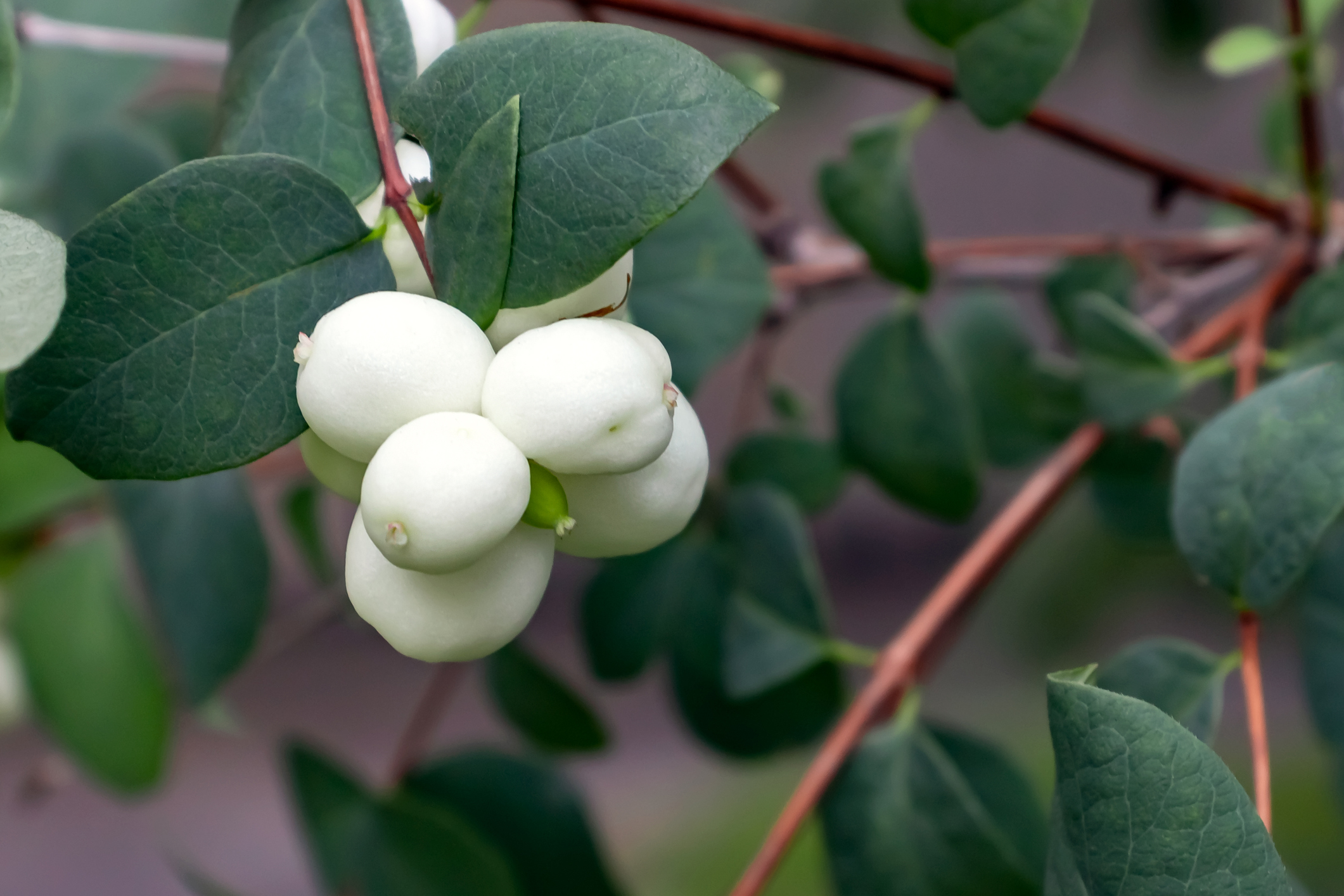 Grow Snowberry in Your Garden This Year - The Habitat