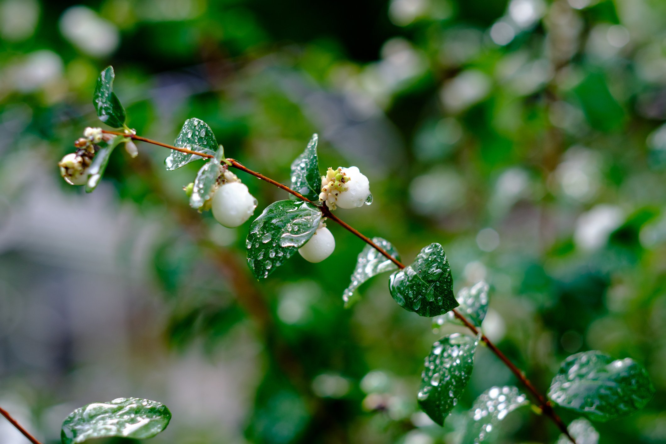 Grow Snowberry in Your Garden This Year - The Habitat