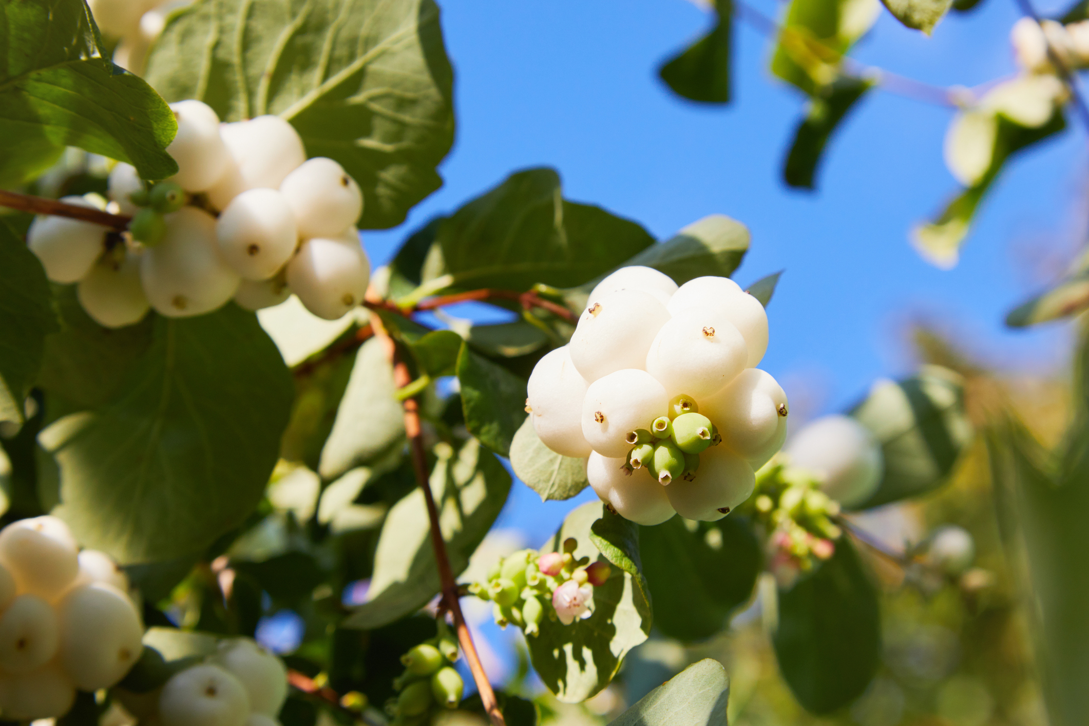 Grow Snowberry in Your Garden This Year - The Habitat