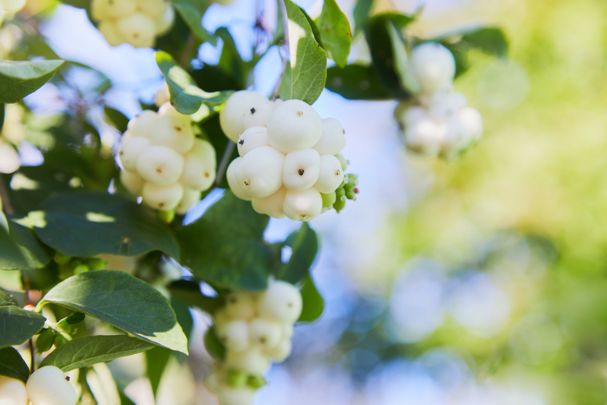 Grow Snowberry in Your Garden This Year - The Habitat