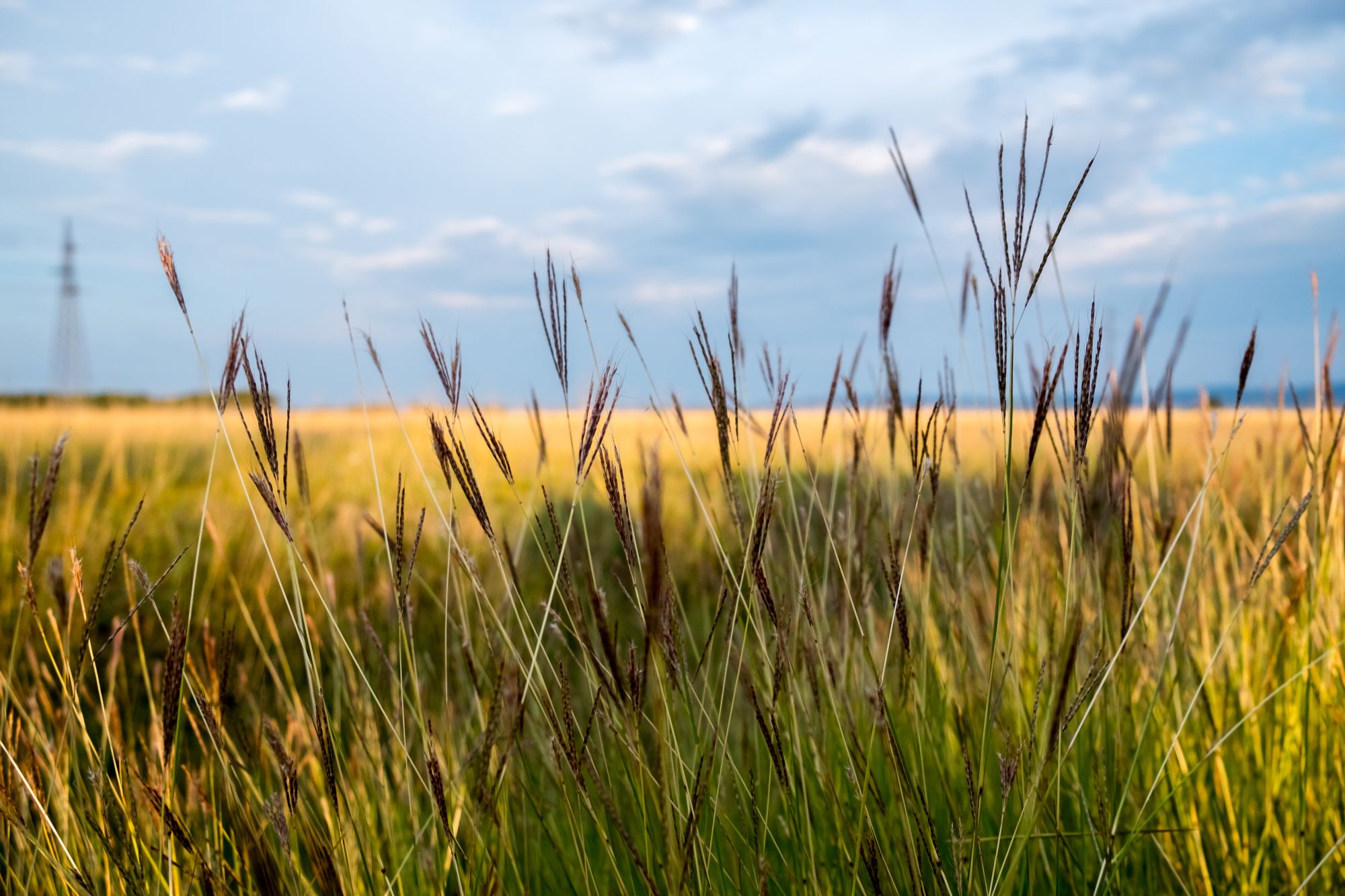 Growing Big Bluestem: A Helpful How-To Guide - The Habitat