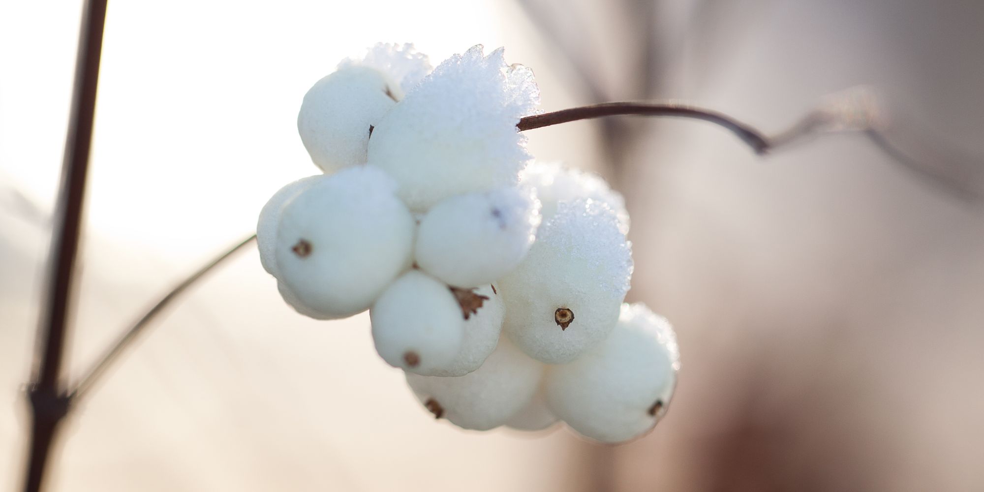 Grow Snowberry in Your Garden This Year - The Habitat