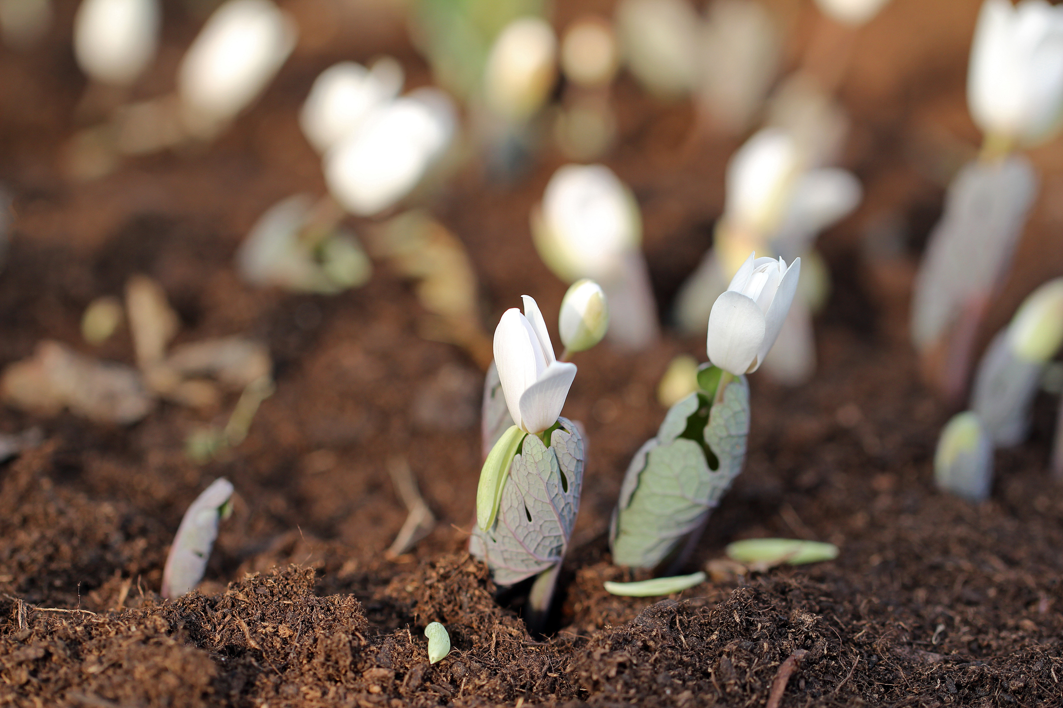 How to Grow Your Own Bloodroot Plant - The Habitat