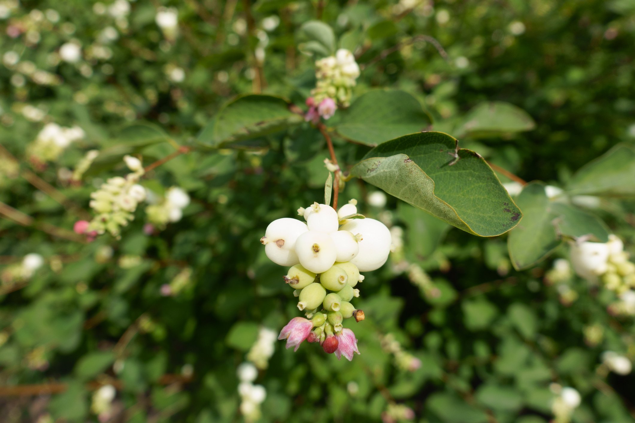 Grow Snowberry in Your Garden This Year - The Habitat