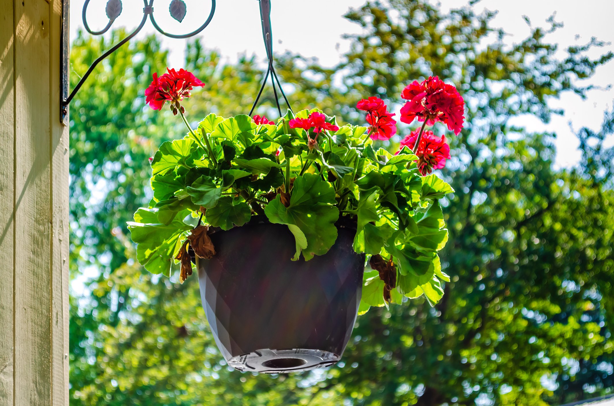 15 Easy Steps to Growing Geraniums - The Habitat