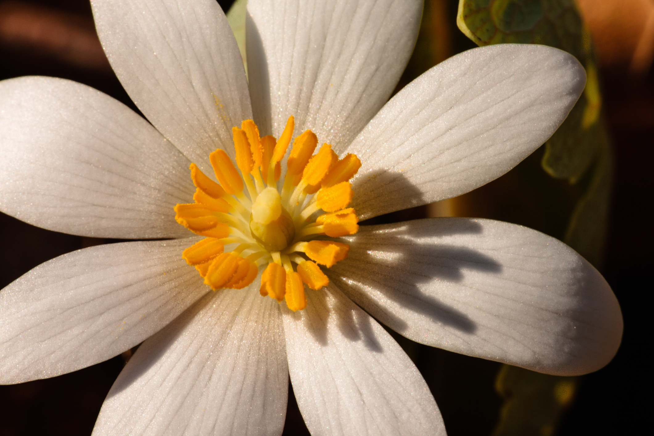 How to Grow Your Own Bloodroot Plant - The Habitat