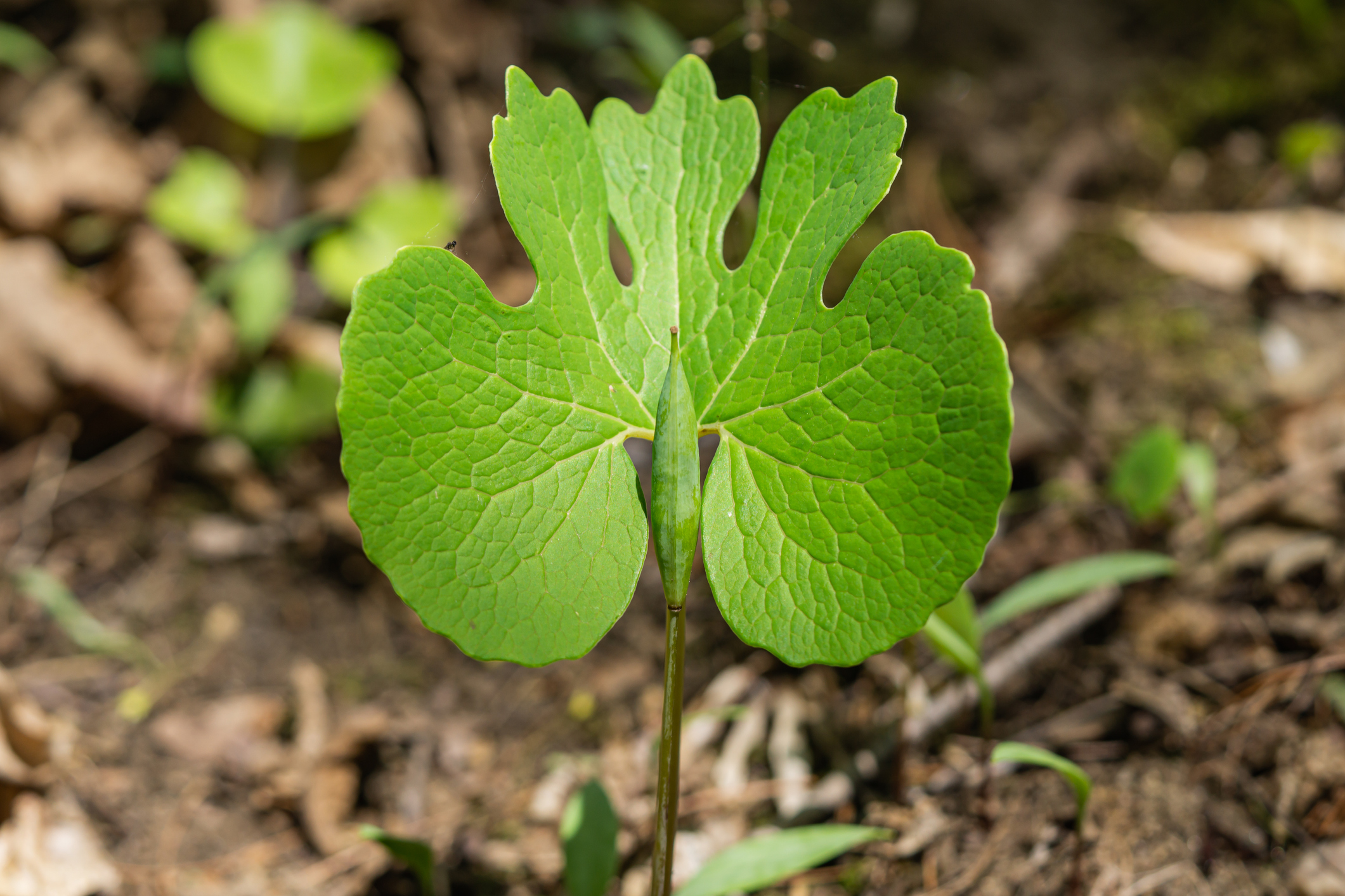 How to Grow Your Own Bloodroot Plant - The Habitat