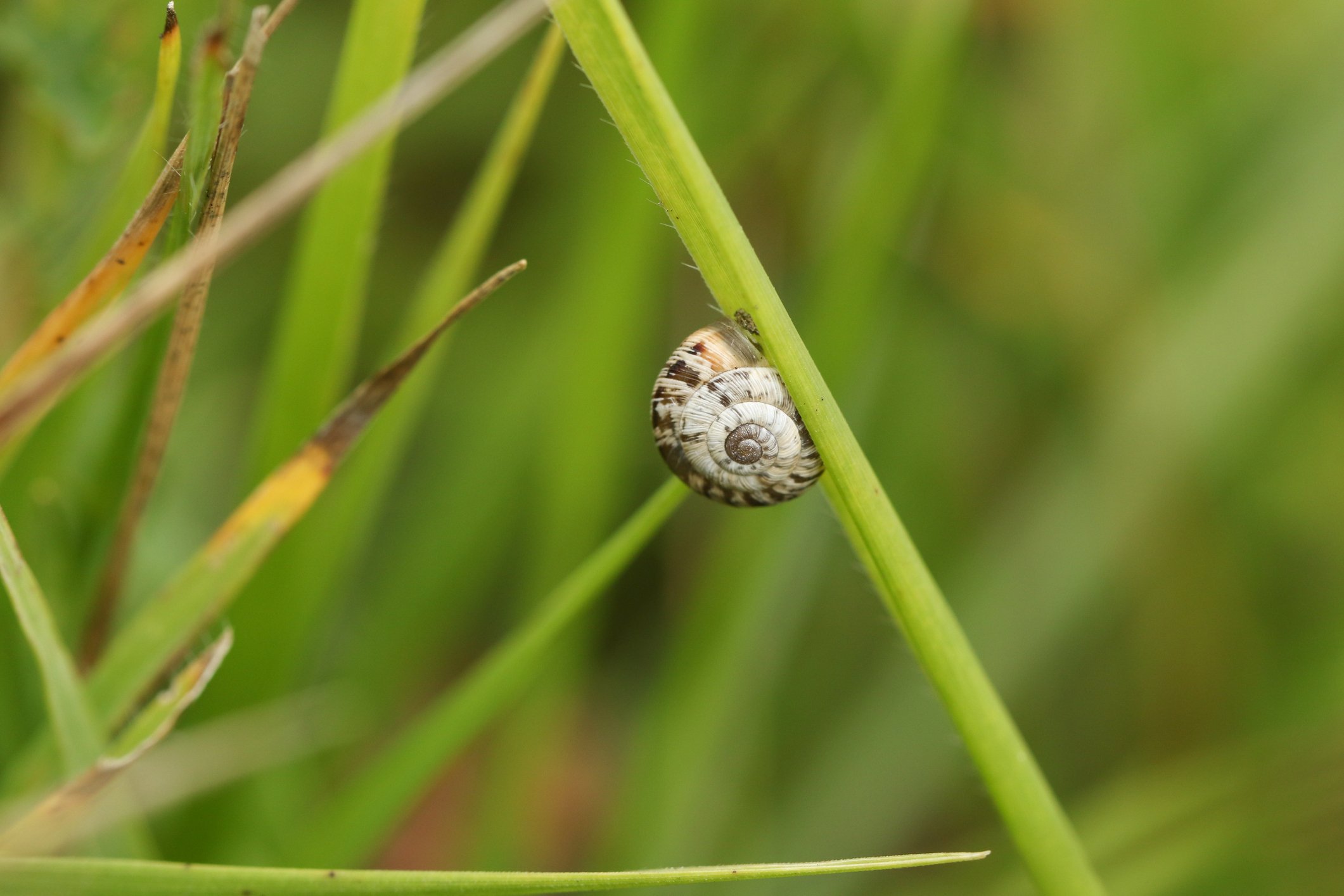 The Ultimate Calliopsis Growing Guide - The Habitat