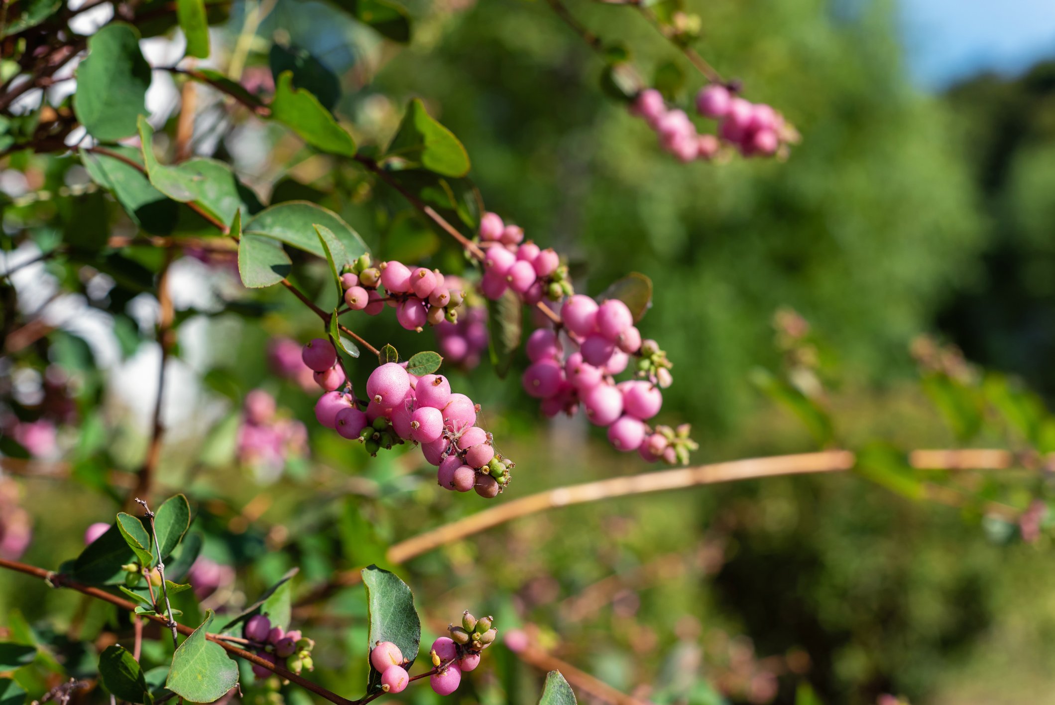 Grow Snowberry in Your Garden This Year - The Habitat
